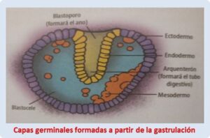 Formación de tejidos y órganos: 2 aspectos fundamentales en la ...