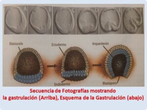Formación de tejidos y órganos: 2 aspectos fundamentales en la ...
